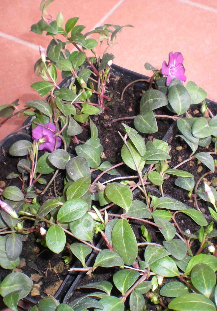 Pervinca - Stile Naturale