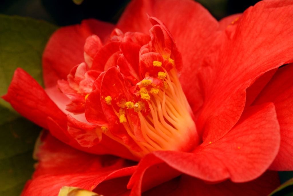 Mostra delle camelie: le più belle esposizioni del 2011 - Stile Naturale