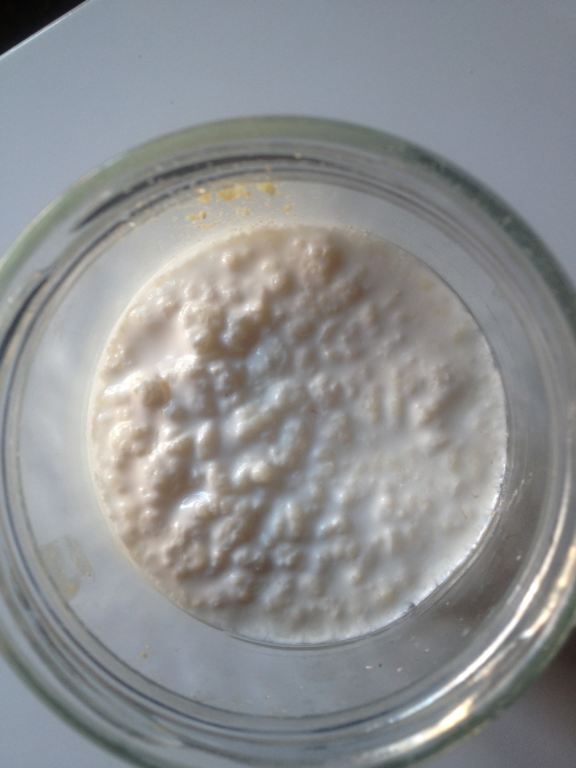 kefir di latte: la ricetta per autoprodurlo